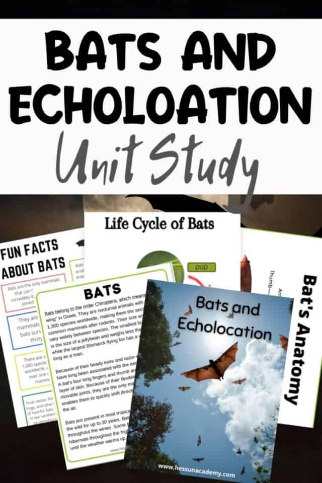 Learn About Bats and Echolocation with a Simple Unit Study - Hess UnAcademy