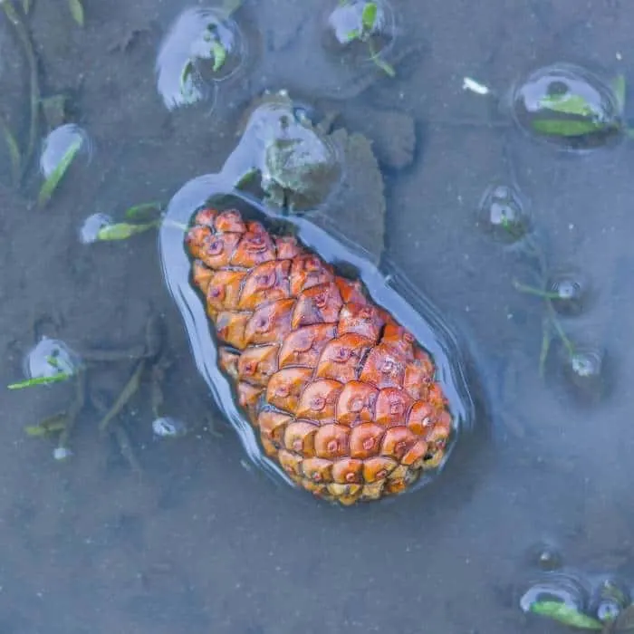 Pine Tree Science Activities For Kids - Hess UnAcademy