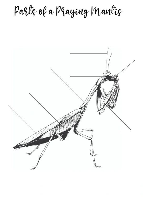 Parts of a Praying Mantis - Hess UnAcademy